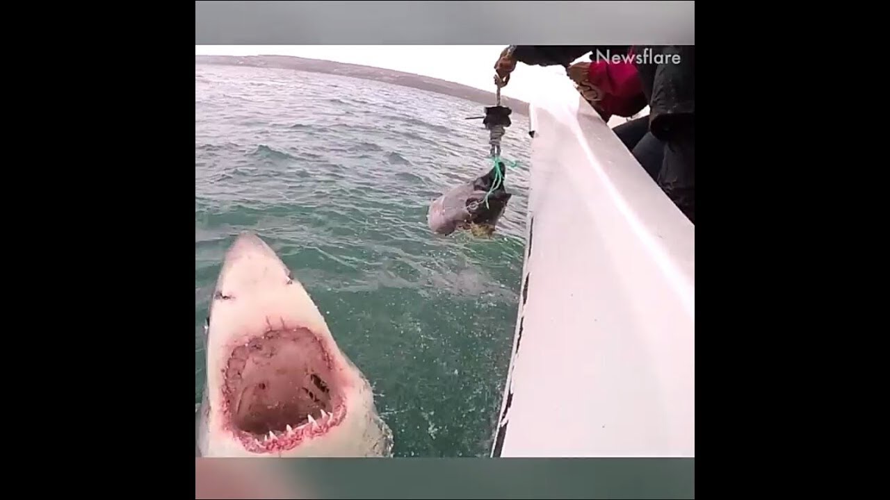 Fishing is not easy ! Fishing fails ! Try not to laugh challenge! funny ...