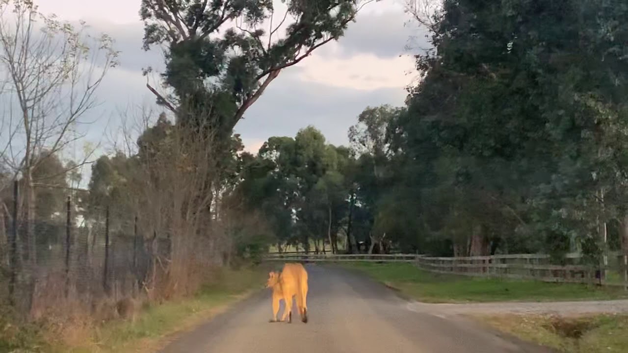 Kangaroo encounter - YouTube