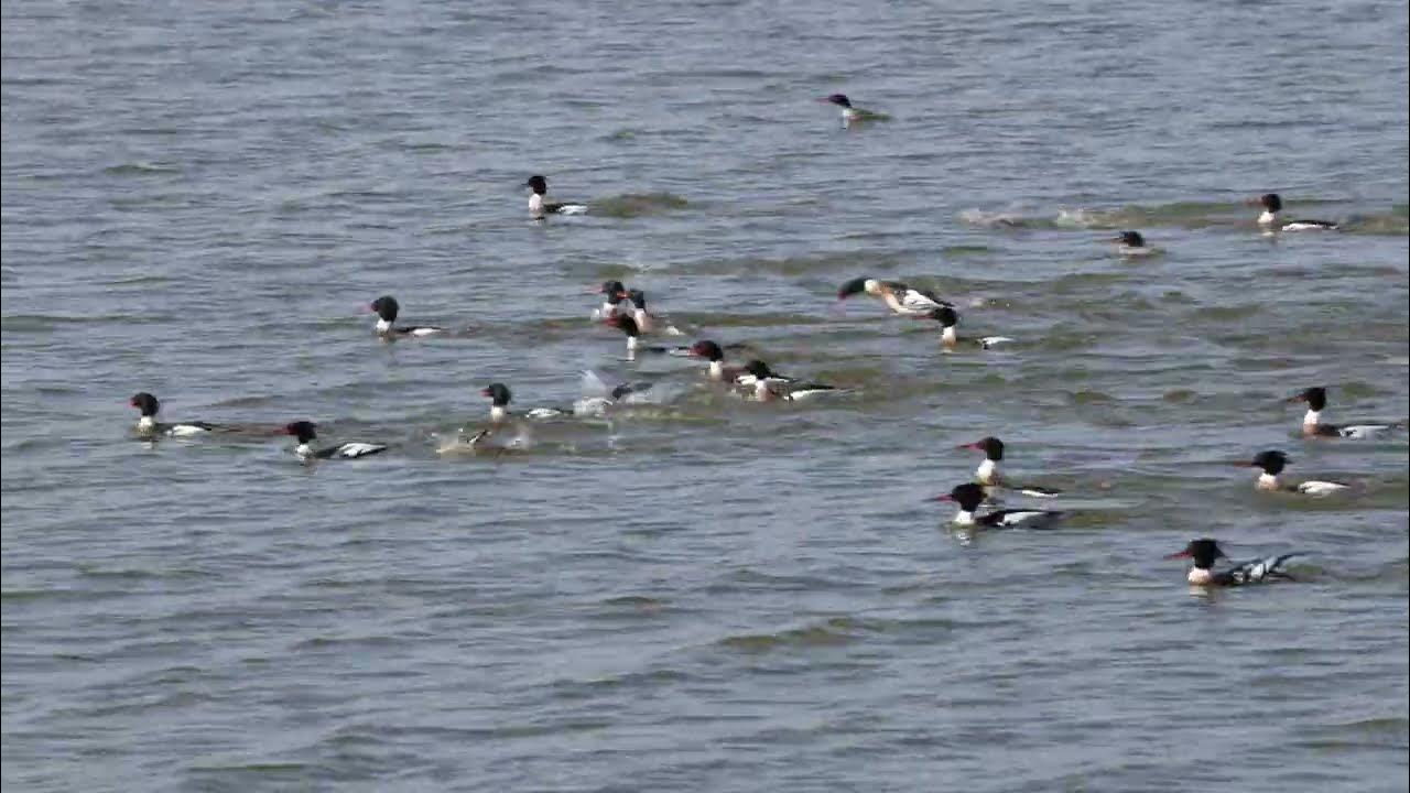 Red-breasted mergansers on the move - YouTube