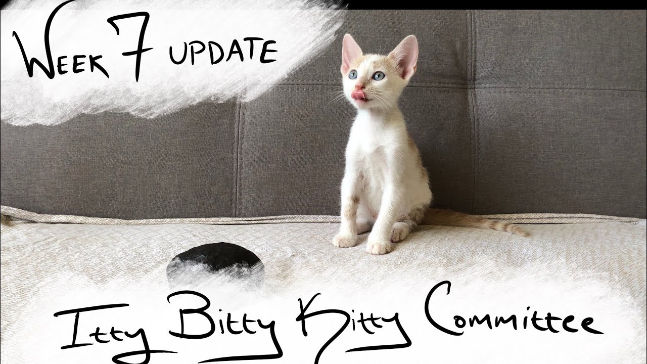 Itty Bitty Kitty Committee - WEEK 7 UPDATE - YouTube