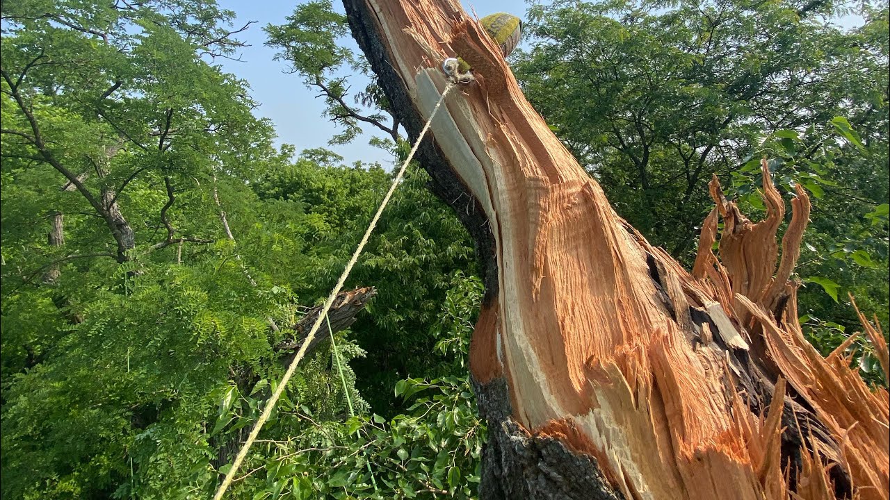 In Depth Guide To Climbing Hazardous Storm Damaged Trees! (Arborist ...