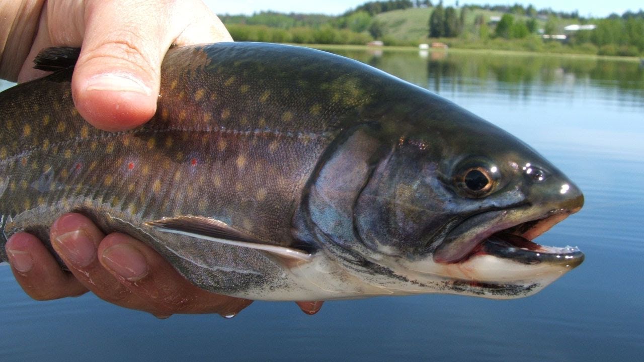 Fishing with Rod: Understanding brook trout - YouTube
