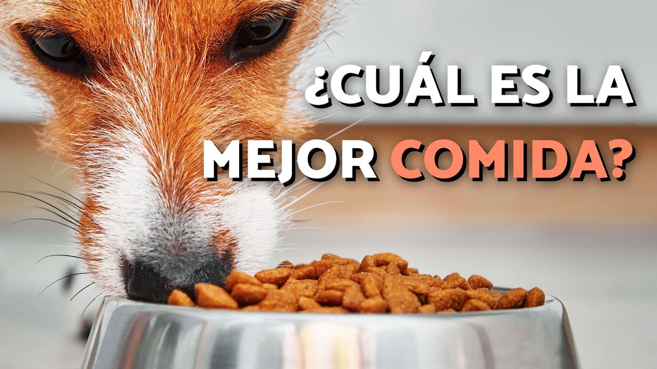 ¿Cómo ELEGIR un BUEN ALIMENTO PARA PERRO?🐶 GUÍA COMPLETA - YouTube