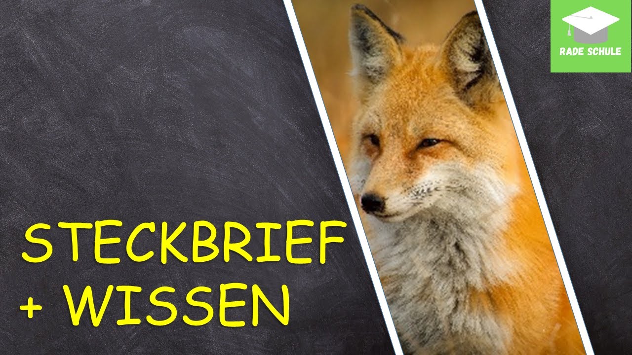 Lernvideo: Steckbrief und Wissenswertes über den Fuchs - Sachunterricht ...