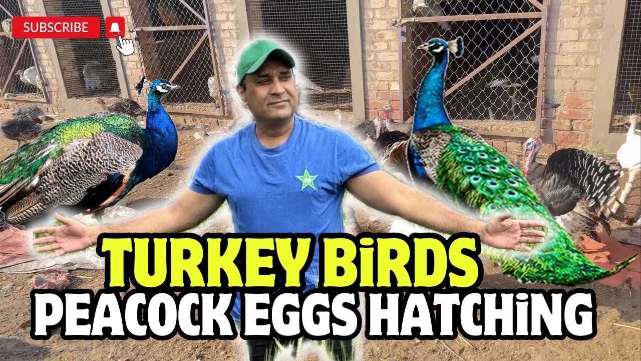 Turkey Hatching Peacock Eggs | Turkey Birds For Peacock Eggs Hatching ...