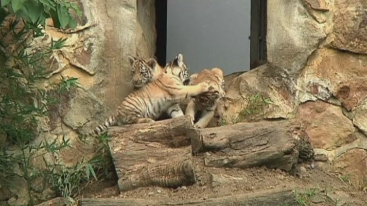 ADORABLE: Tiger cubs make their debut at Colombia zoo - YouTube