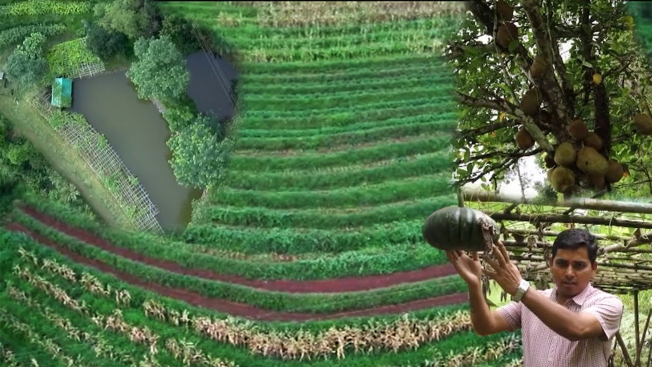 INTEGRATED FARMING SYSTEM ON POND DYKE INTENSIFICATION - YouTube