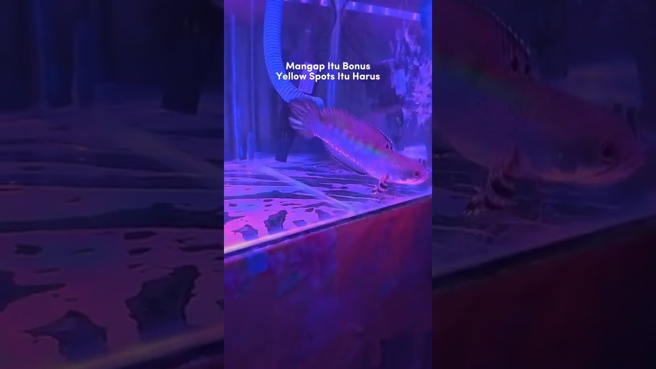 Gak Ada Yellow Spots Yang Penting Mangap Yo☕ - YouTube