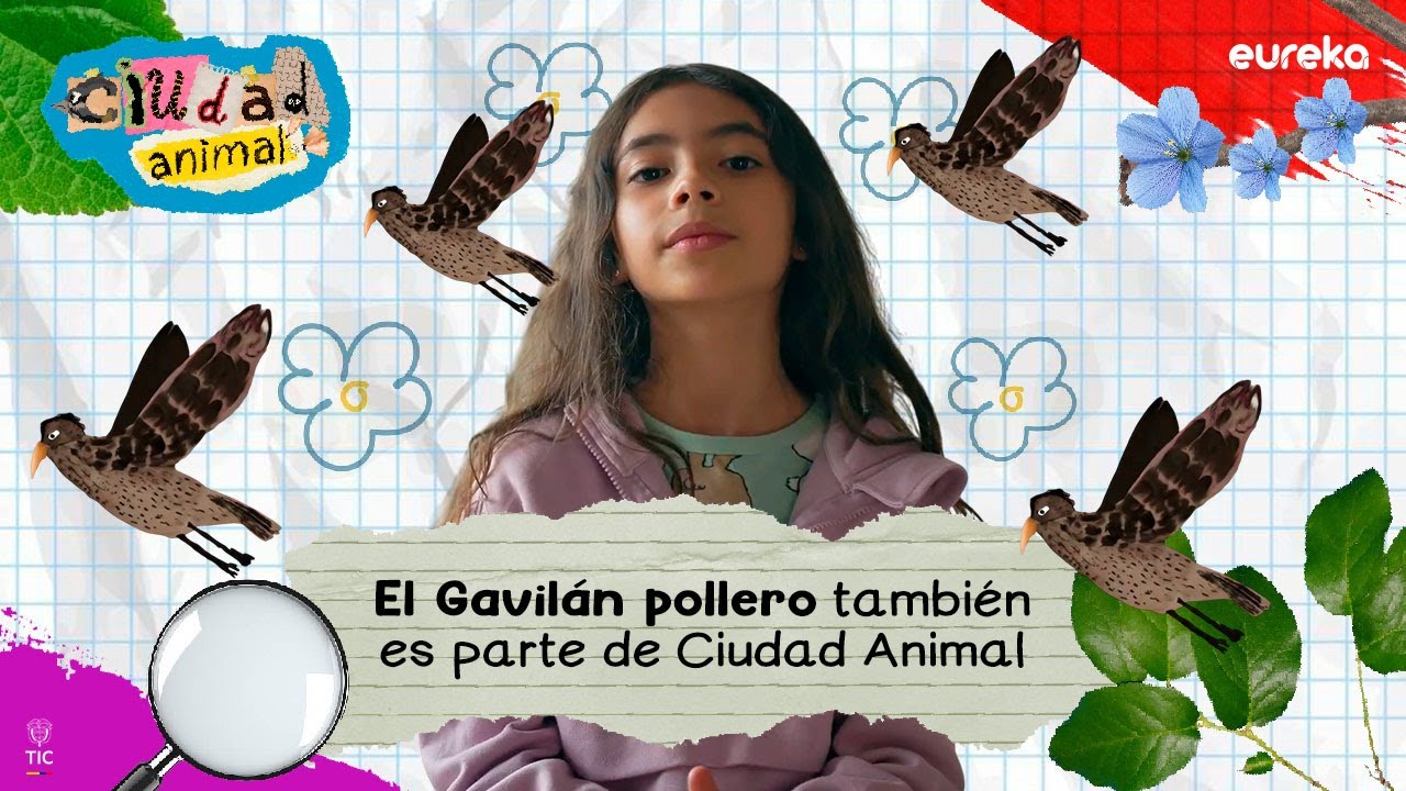Amelia nos cuenta por qué le gusta el Gavilán Pollero, en Ciudad Animal ...