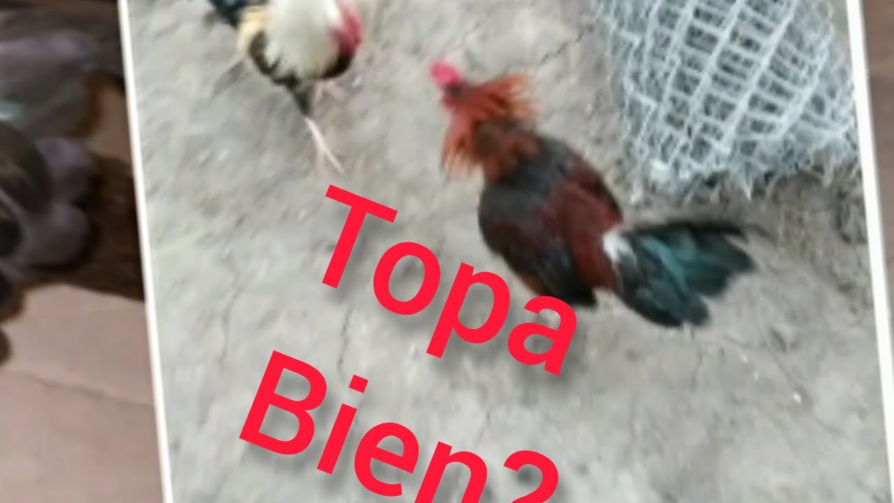 primera topa de los pollos - YouTube