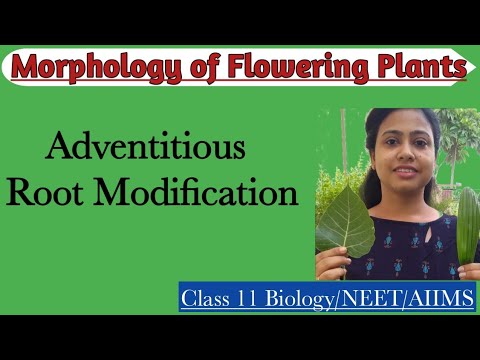 Adventitious Root Modification|Root system|Ch-5 Morphology of Flowering ...
