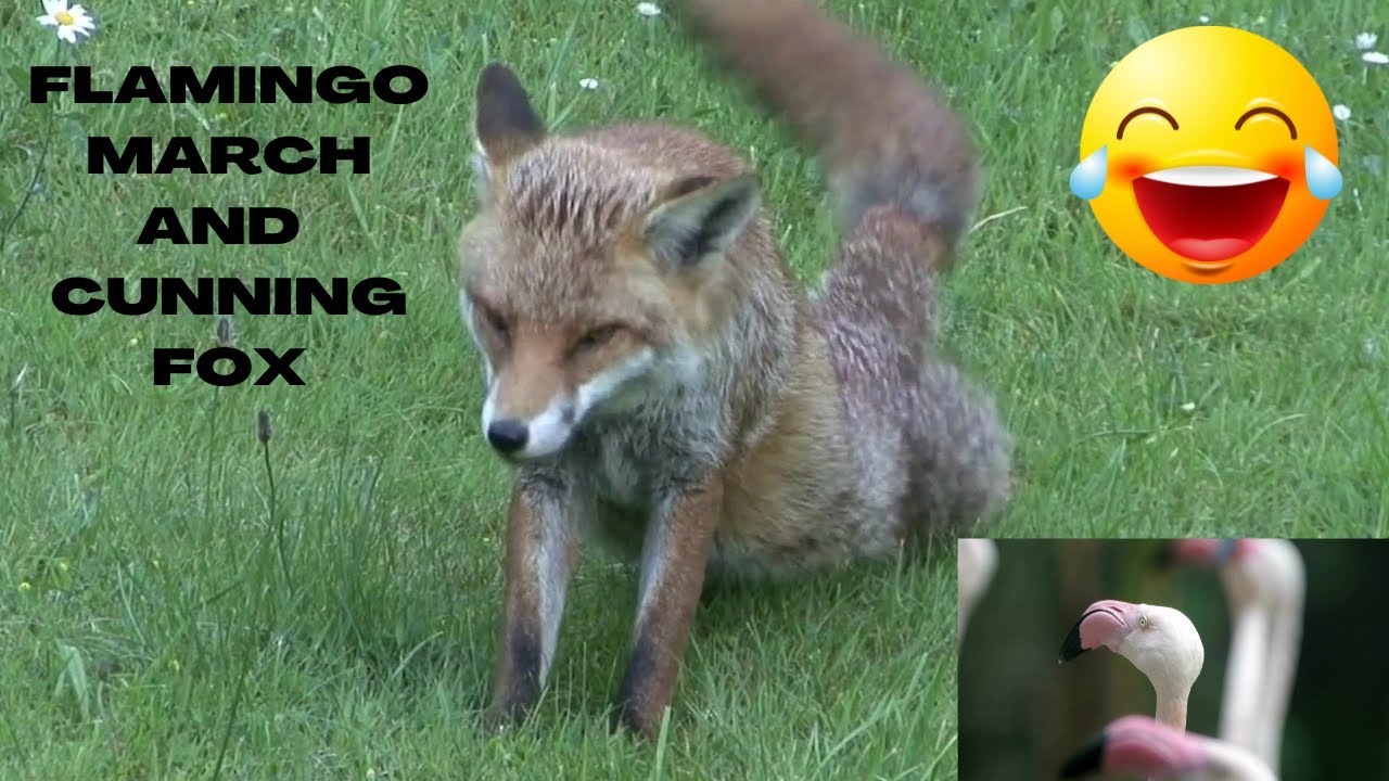 FLAMINGO MARCH AND FUNNIEST FOX EVER #SHORTS - YouTube