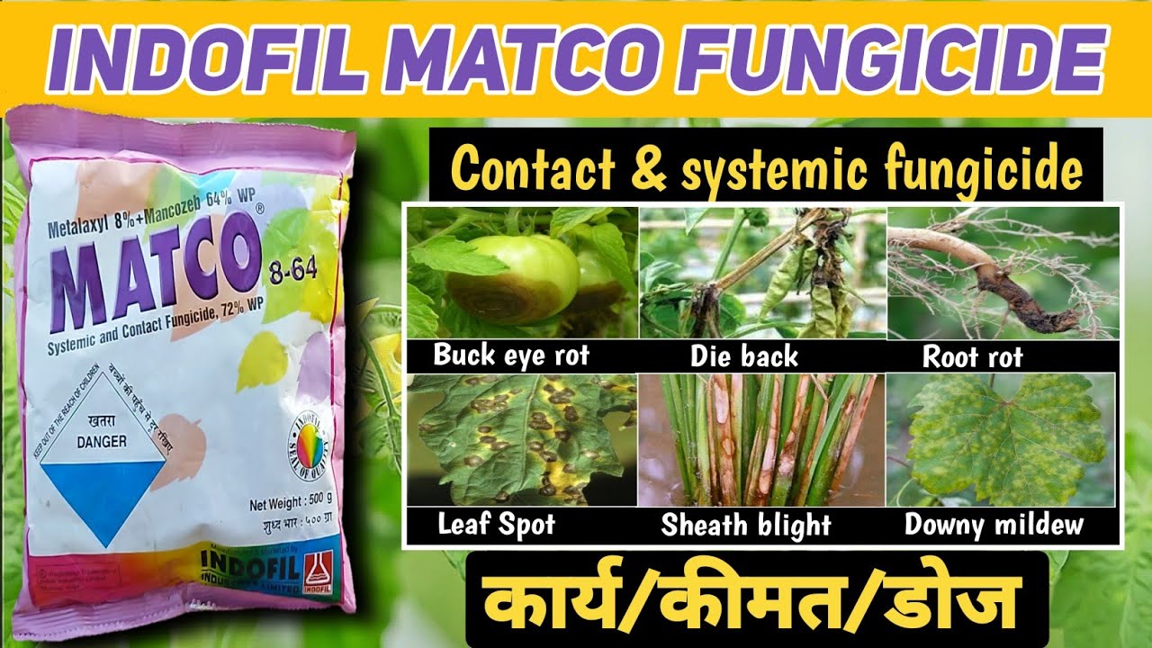Matco fungicide | Indofil matco fungicide | Matco fungicide uses ...