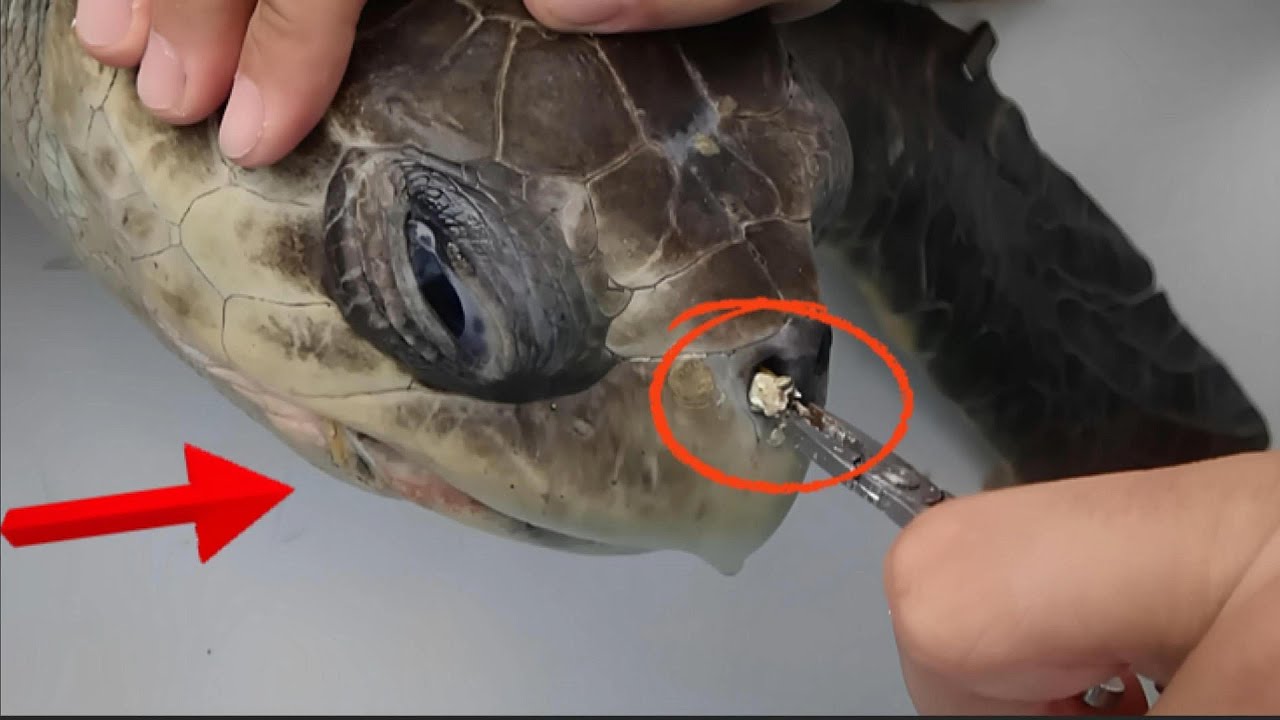 Sea Turtles Suffer From Plastic Straws and Barnacles - Say NO to Single ...