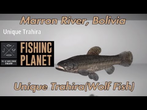 Unique Trahira Wolf Fish - Marron River, Bolivia - Fishing Planet Guide ...