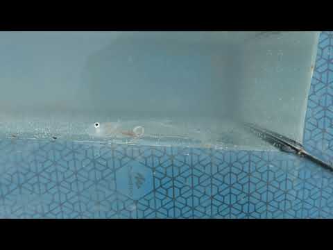 Transparent Goby, Aphia minuta, Glasgrondel, Borssele, ZL, the Netherlands, 9 Mar 2025