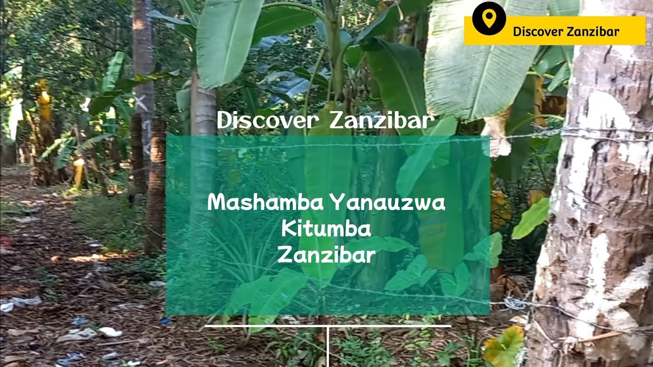 Mashamba Yanauzwa Kitumba Zanzibar Contact :+255777799998 @discoverzanzibar - YouTube