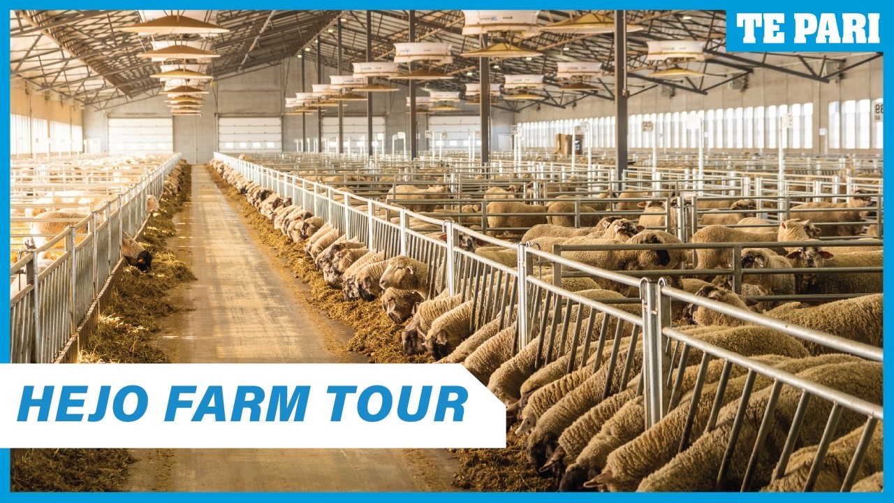 Inside a Canadian Sheep Feedlot & Breeding Operation | HEJO Farms ...