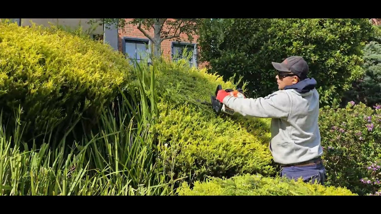 Triming Hedges Plants Frontyard - YouTube