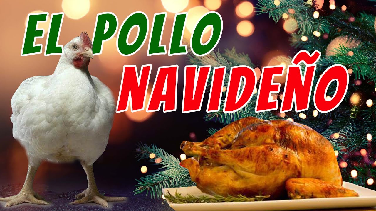 Nos REGALARON POLLOS para la NAVIDAD 2020 🐥🐓🎄 - YouTube