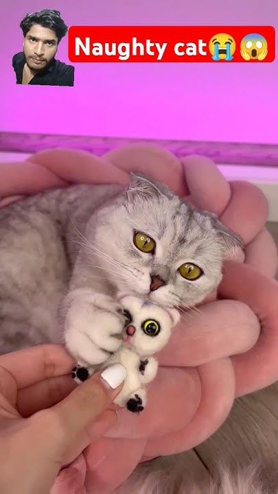 Finally Sonya Got A Toy Made Of Herselfcat Cats Shorts Viral Trending Youtube