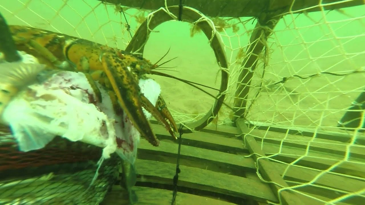Lobster Fishing, North Rustico, PEI, Canada - YouTube