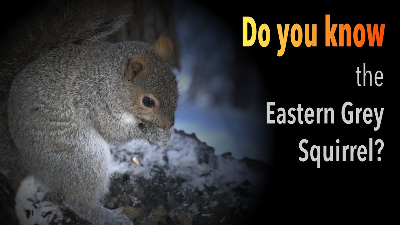 🧠 Get to Know the Eastern Grey Squirrel (Sciurus carolinensis) - YouTube