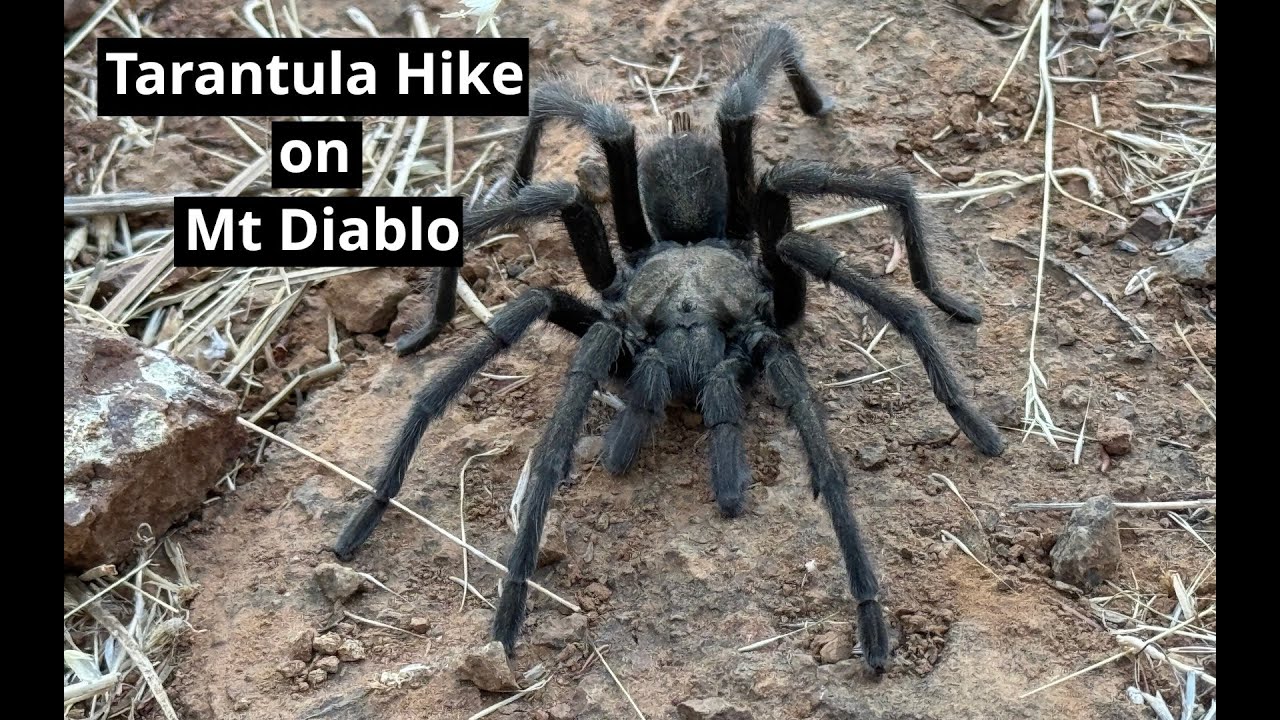 Tarantula Mating Season in the Bay Area - YouTube