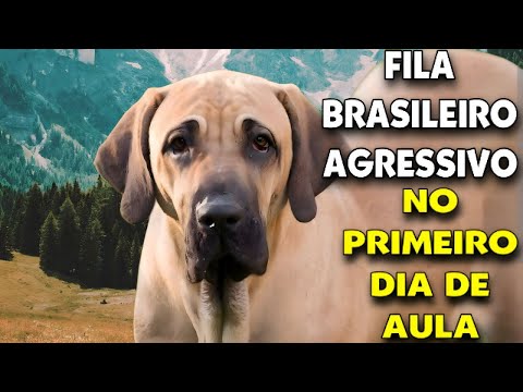 COMO APROXIMAR DE UM FILA BRASILEIRO AGRESSIVO