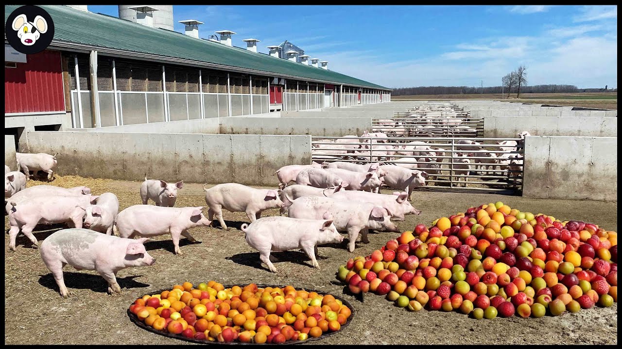 Organic Pig Farming - Fruit-Eating Pig Farm Model For Delicious Meat - YouTube