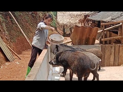 taking care of pigs growing corn for food - YouTube