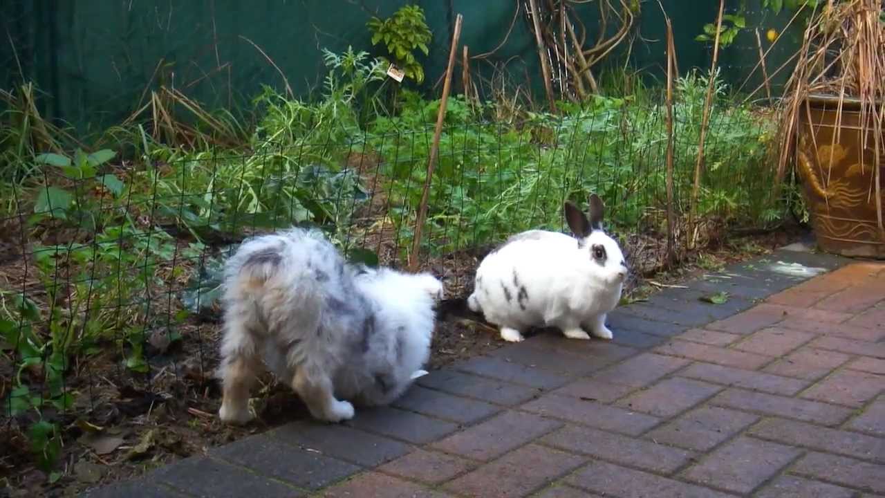 Are Australian Shepherds Good With Rabbits
