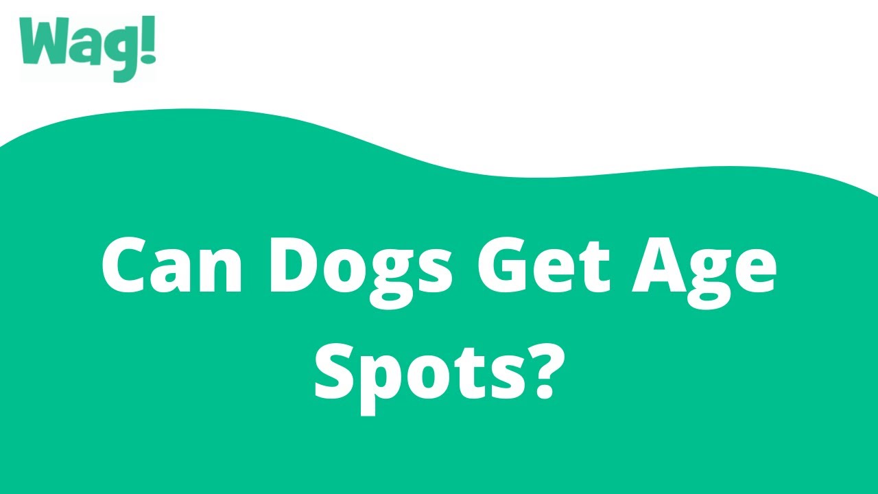 Can Dogs Get Age Spots Wag YouTube can-dogs-get-age-spots-wag-youtube