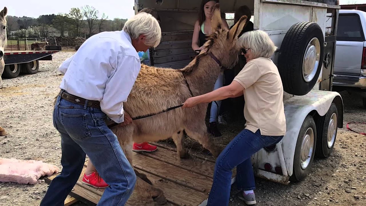 Getting the donkey in the trailer lol - YouTube