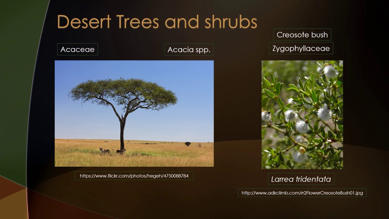 Energy Flow in Deserts - YouTube