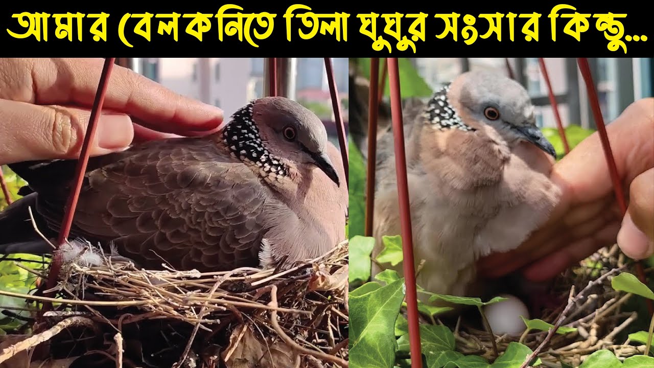 তিলা ঘুঘু পাখির জীবন কাহিনী | পাখির গল্প :১২ | The Life Cycle Of ...