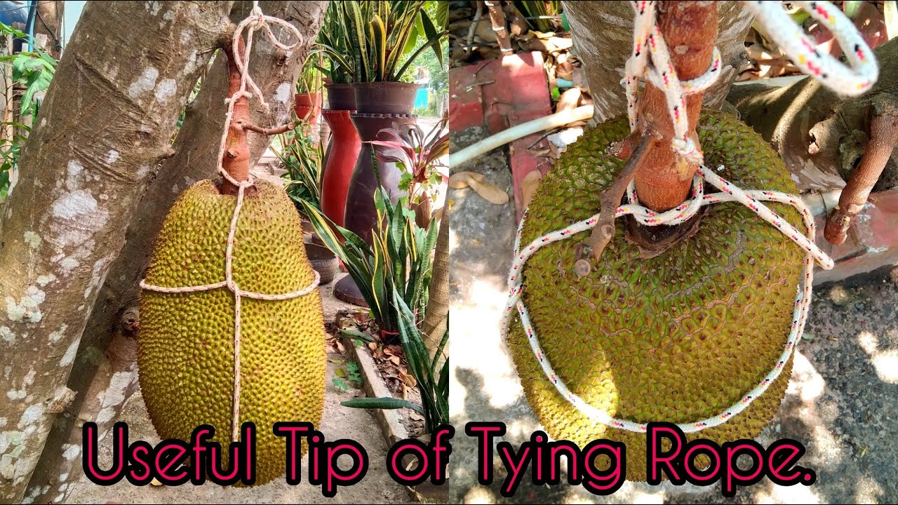 Easy Way To Hanging Fruit safety. A Great Knot You Should Learn. - YouTube