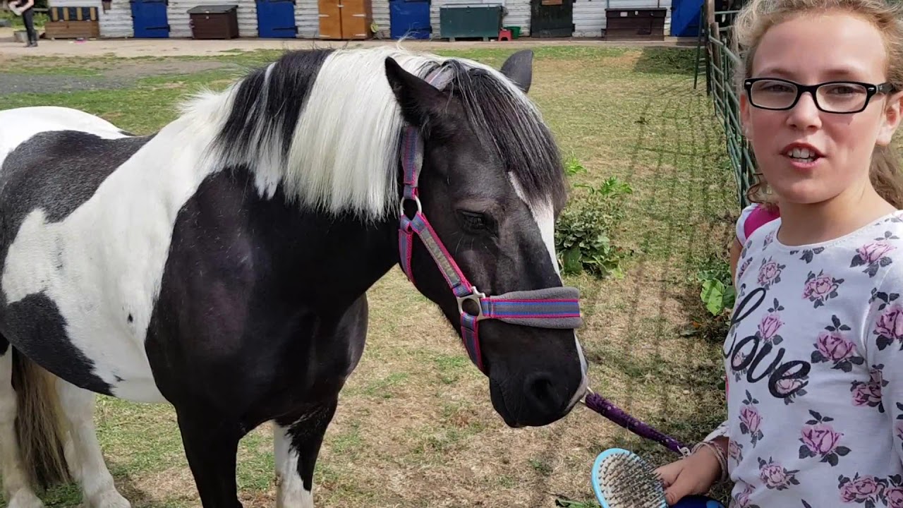 Grooming Your Pony for Kids - YouTube