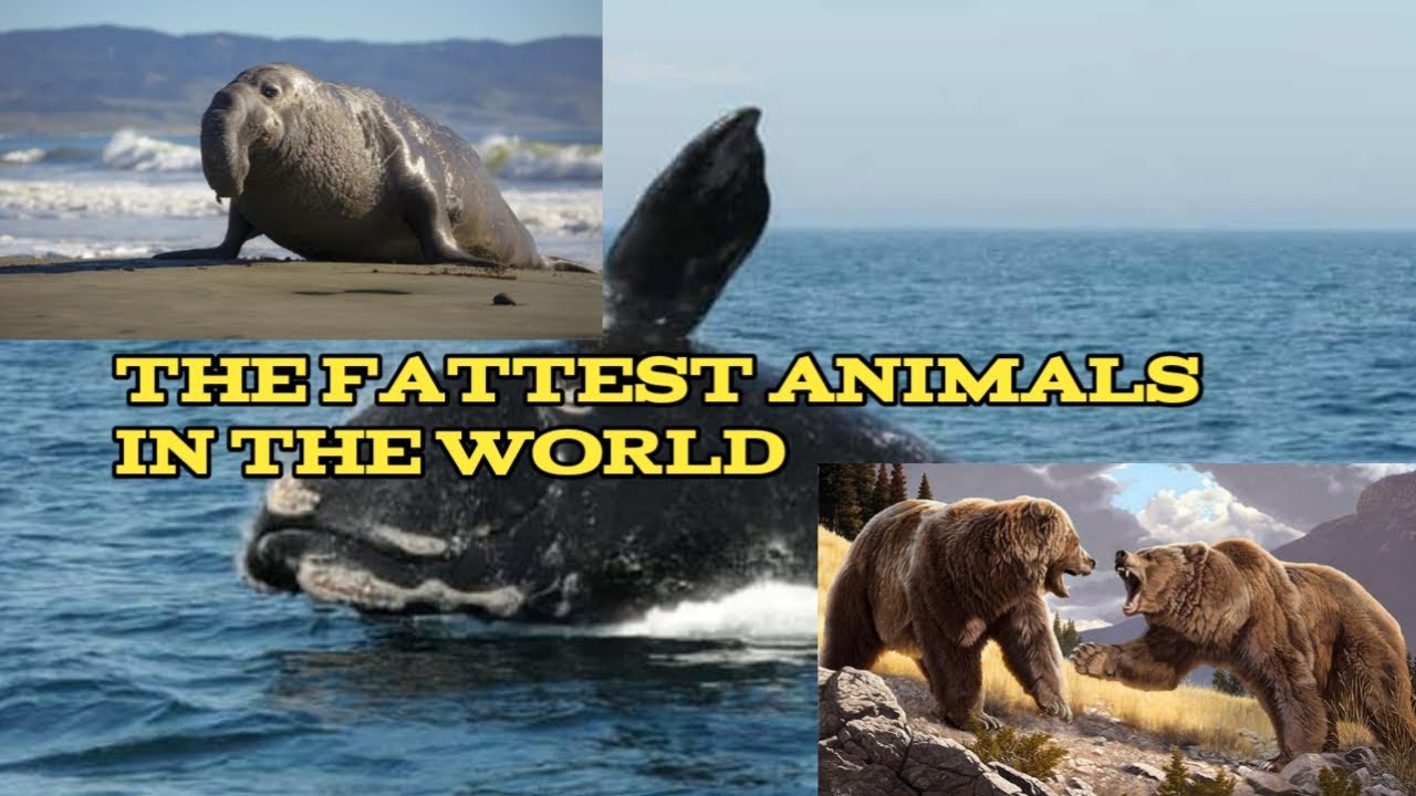 THE FATTEST ANIMALS IN THE WORLD - YouTube