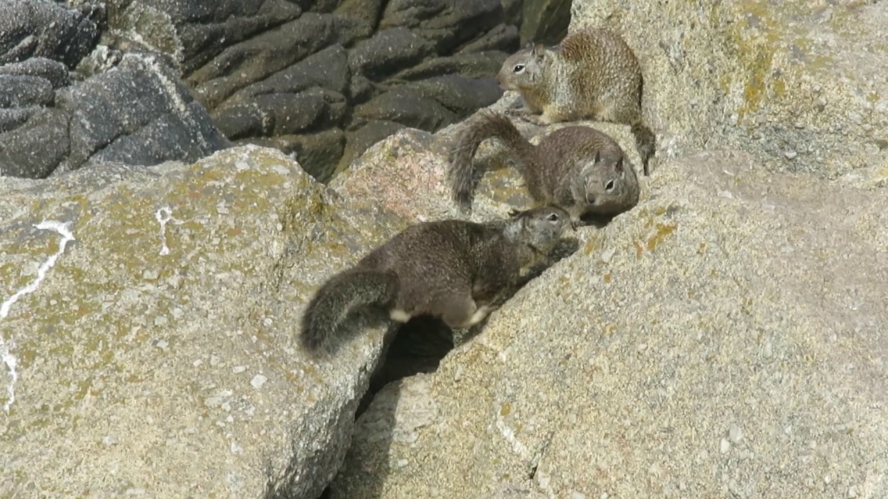 Ground squirrels at Lovers Point - Pacific Grove, California - YouTube