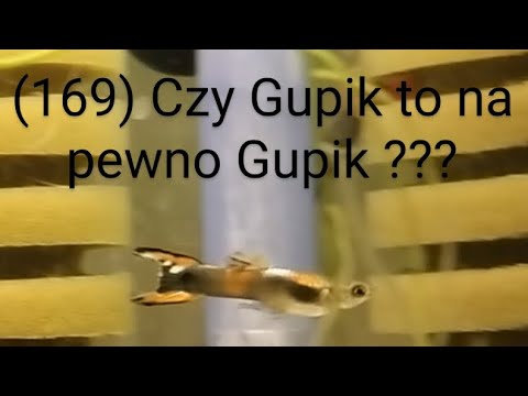 ( 169 ) Czy Gupik to na pewno Gupik ??? - YouTube
