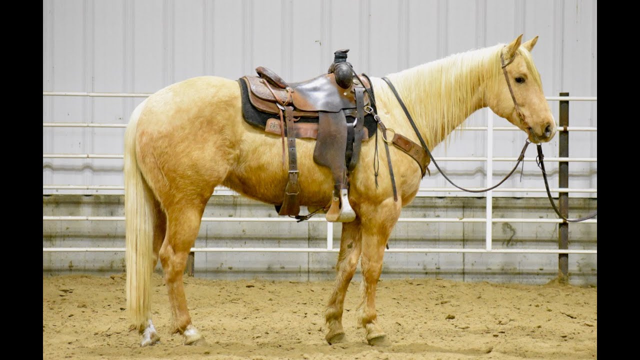 Pitzer Ranch 2019 Spring Sale Lot 87 Flash Flood Watchjoe - YouTube
