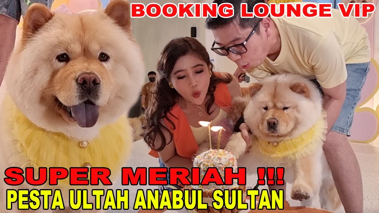 Booking VIP Lounge Di PIK Pesta Ultah Anabul Kesayangan - LV's 2nd ...