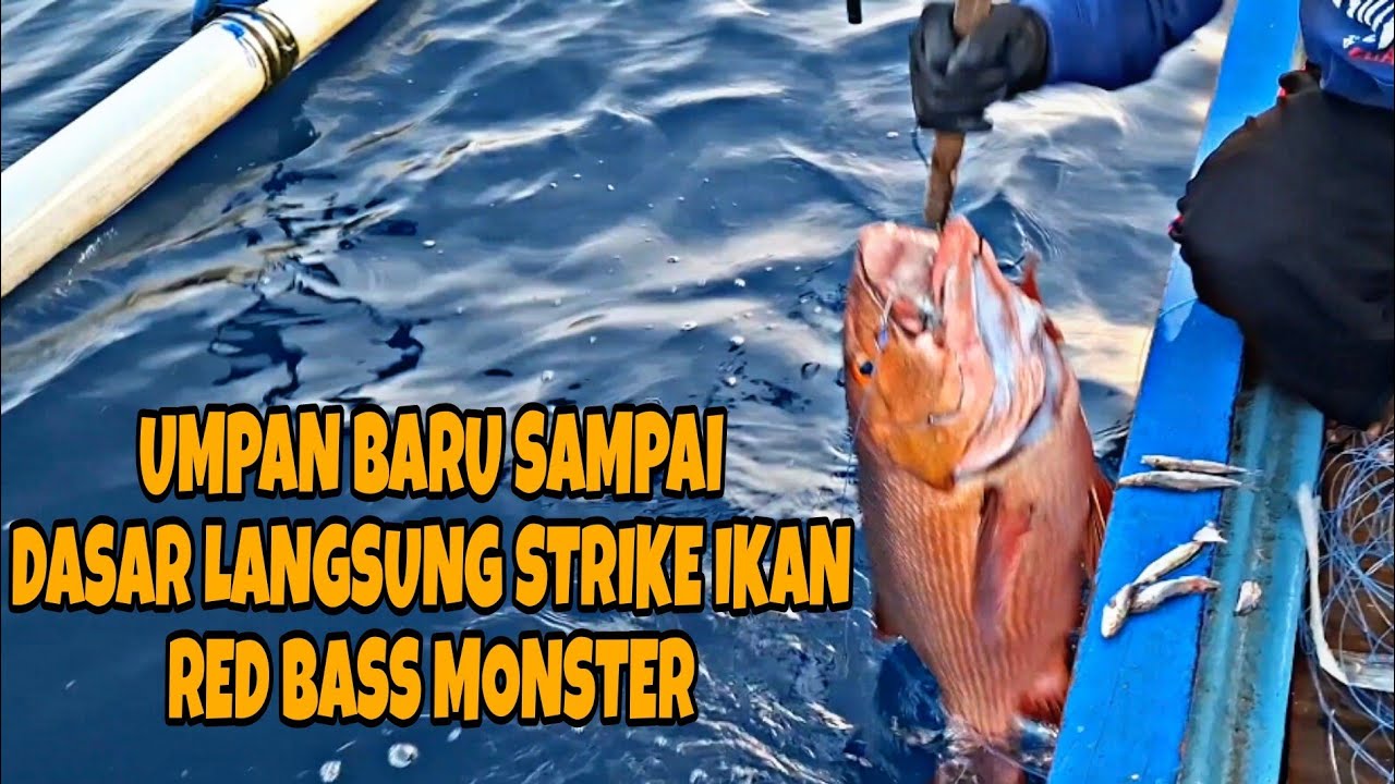 UMPAN BARU SAMPAI DASAR LANGSUNG DI HAJAR IKAN RED BASS MONSTER TEKNIK ...