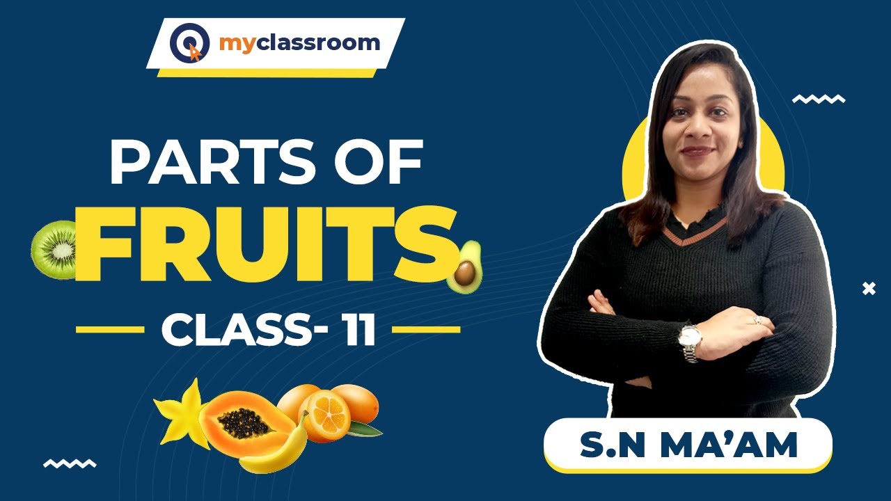 Parts of Fruits, Class 11 | NEET | S.N Ma'am | myclassroom. - YouTube