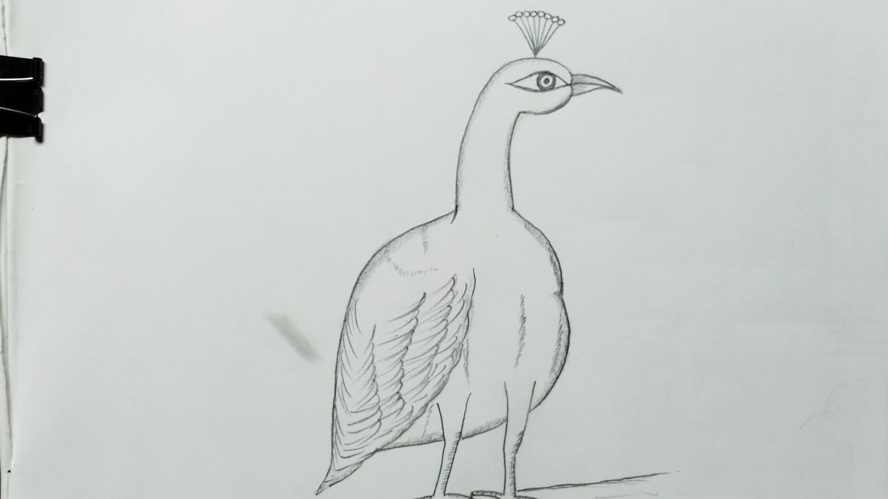 मोरनी का चित्र कैसे बनाएं आसानी से || How to Draw a Peahen very esey ...