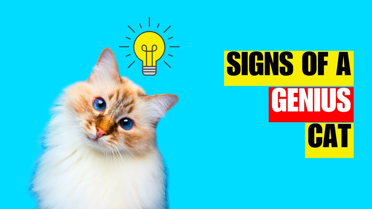 Signs Your Cat Is a Genius: 15 High-IQ Traits That Will Blow Your Mind ...