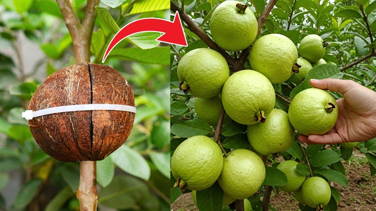 🌿Guava Tree Propagation MADE EASY with Coconut HACKS🥥 - YouTube