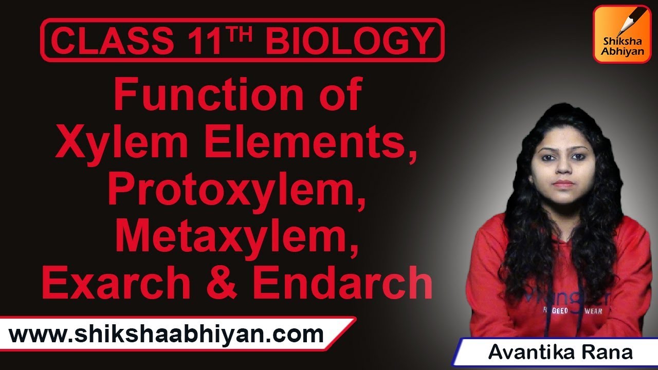 Function of Xylem elements, Protoxylem, Metaxylem, Exarch & Endarch-# ...