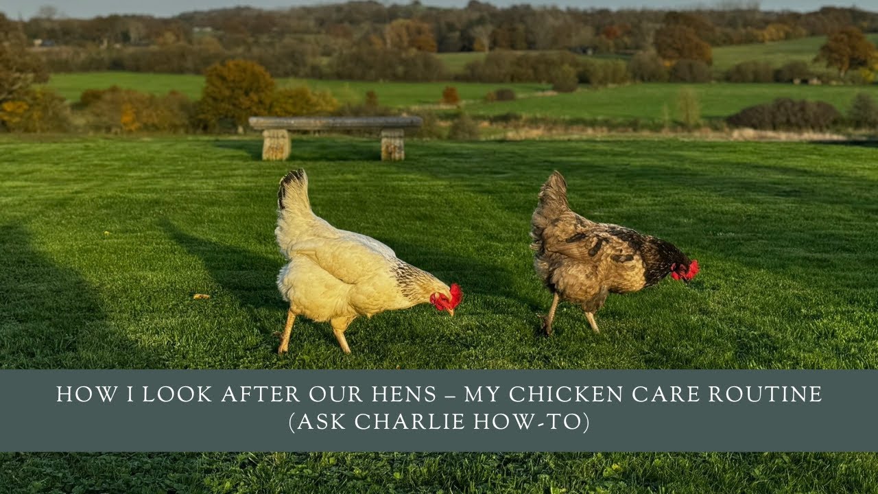 How I Look After Our Hens – My Chicken Care Routine (Ask Charlie How-To ...
